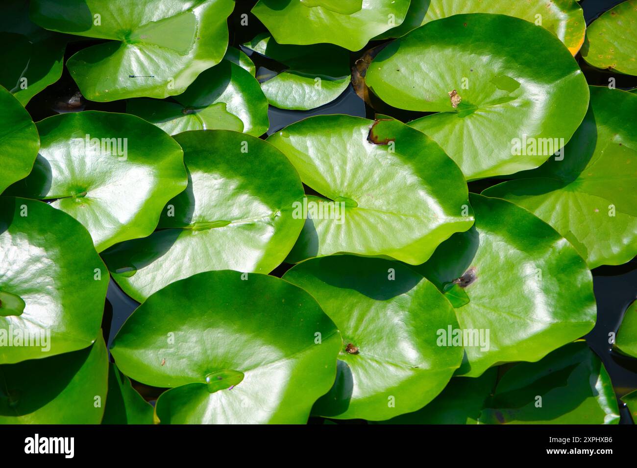 A bunch of green leaves floating in water. The leaves are green and ...