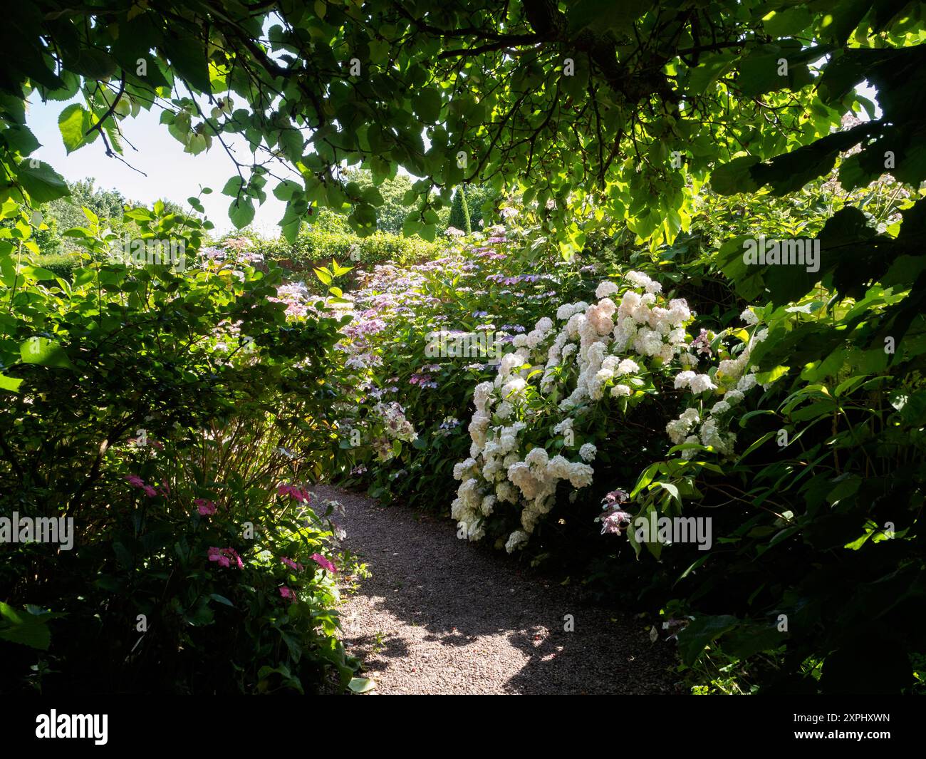 Dense planting at Wollerton Old Hall Stock Photo - Alamy