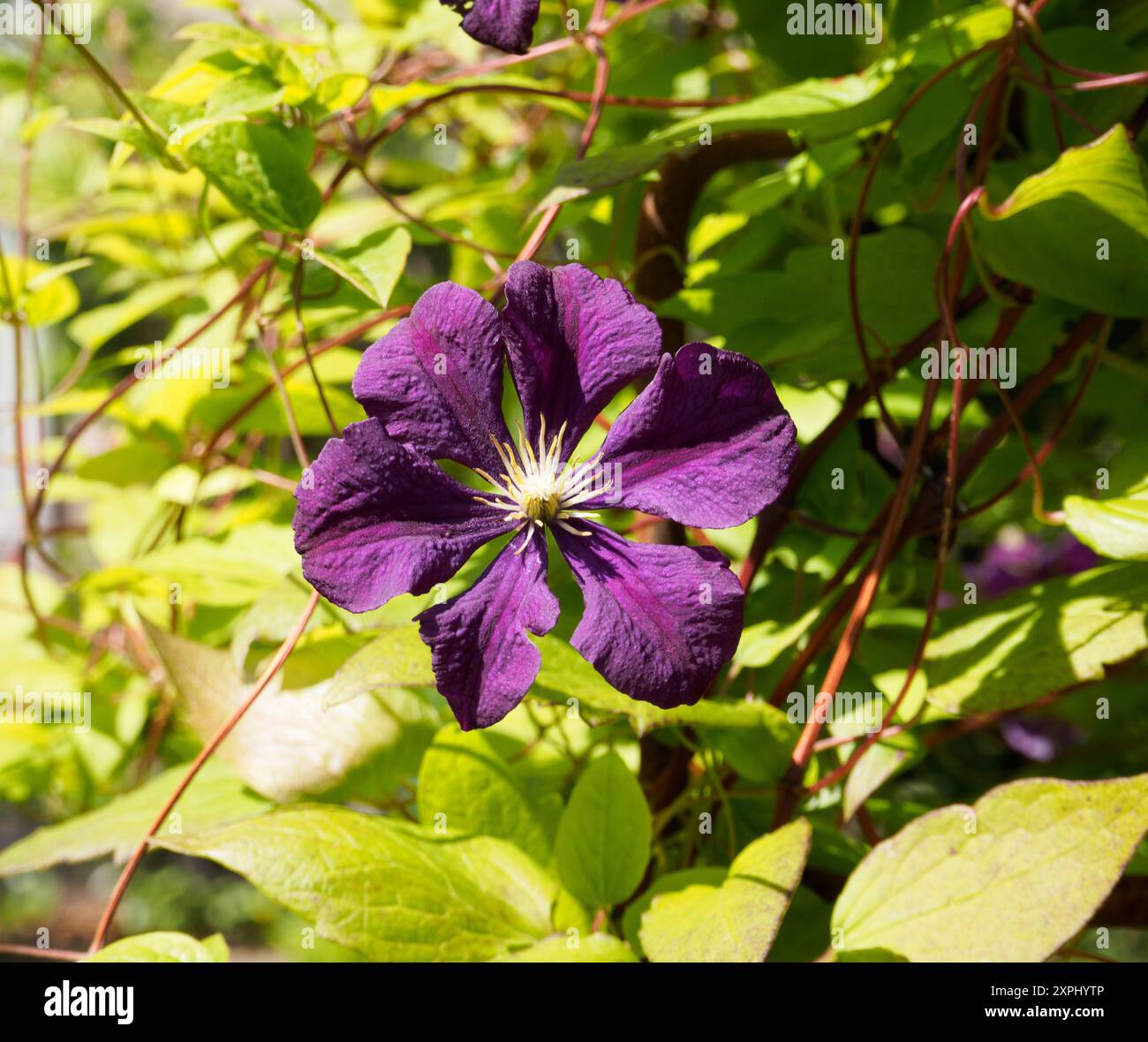 Clematis 'Étoile Violette' Stock Photo - Alamy
