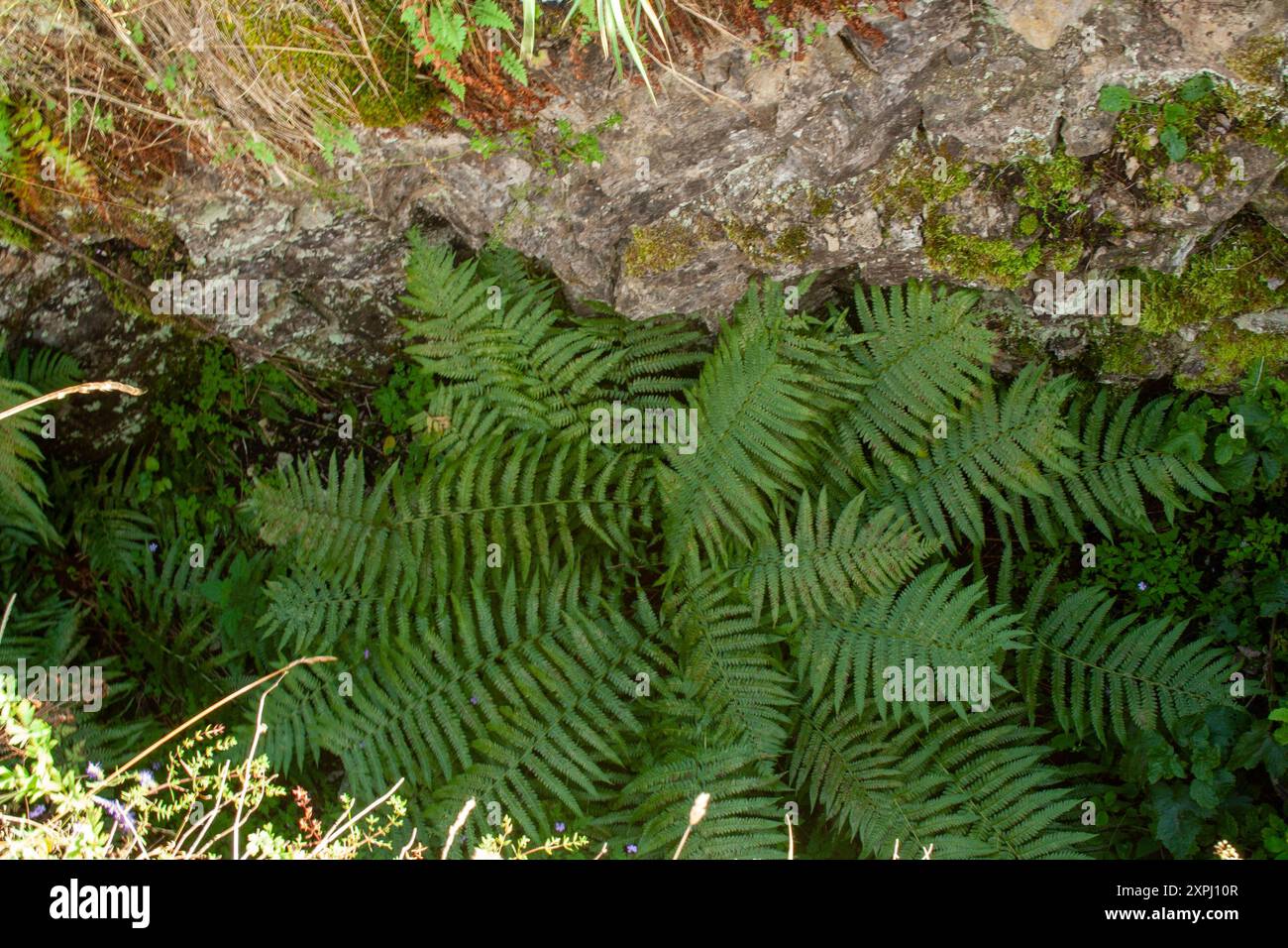 Lush green foliage base hi-res stock photography and images - Alamy
