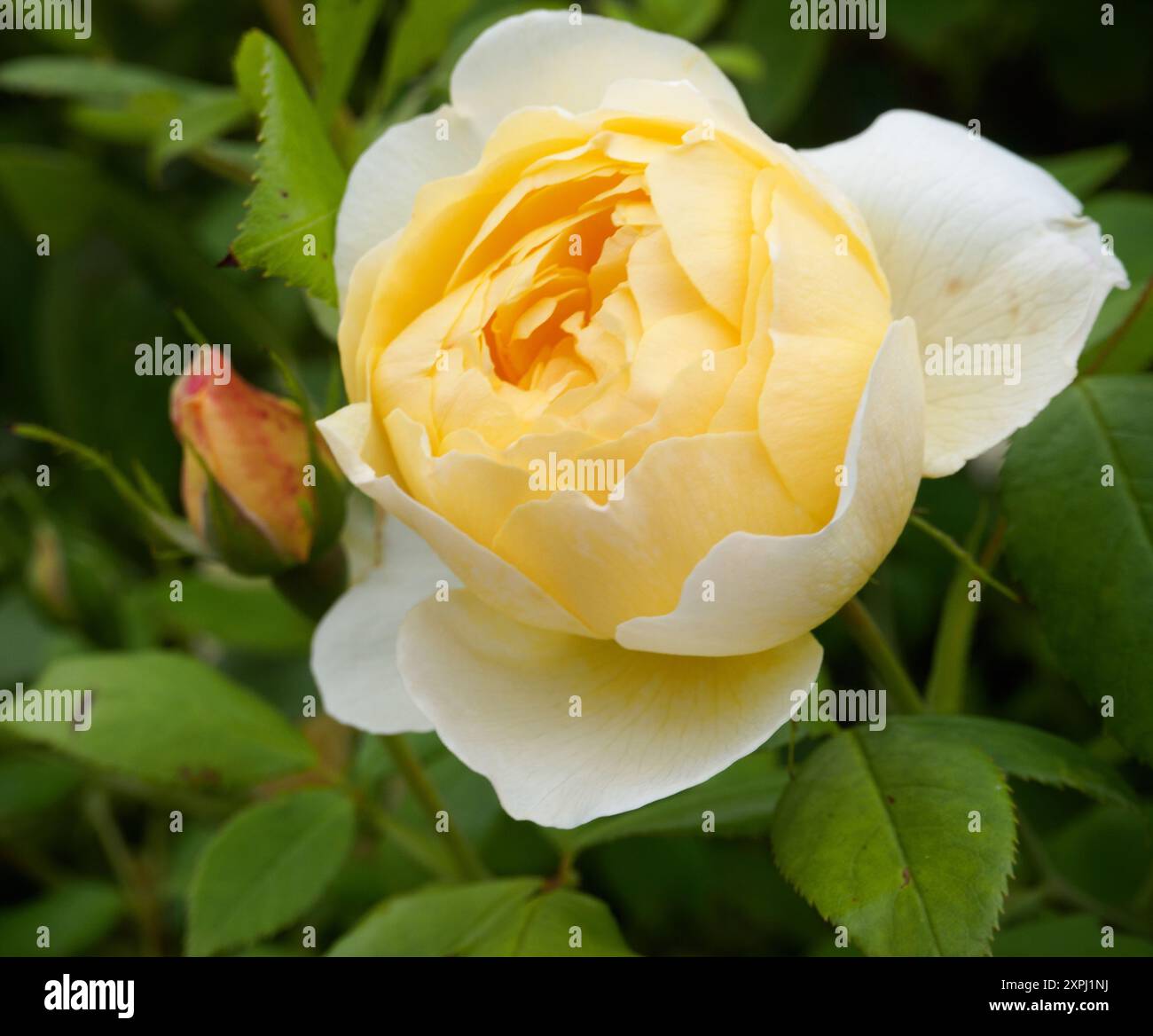 Vanessa rose hi-res stock photography and images - Alamy
