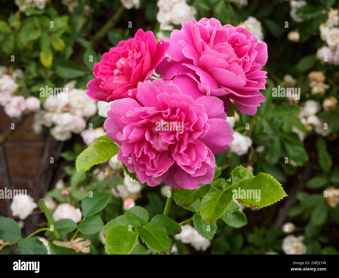 Rosa Princess Anne Stock Photo - Alamy