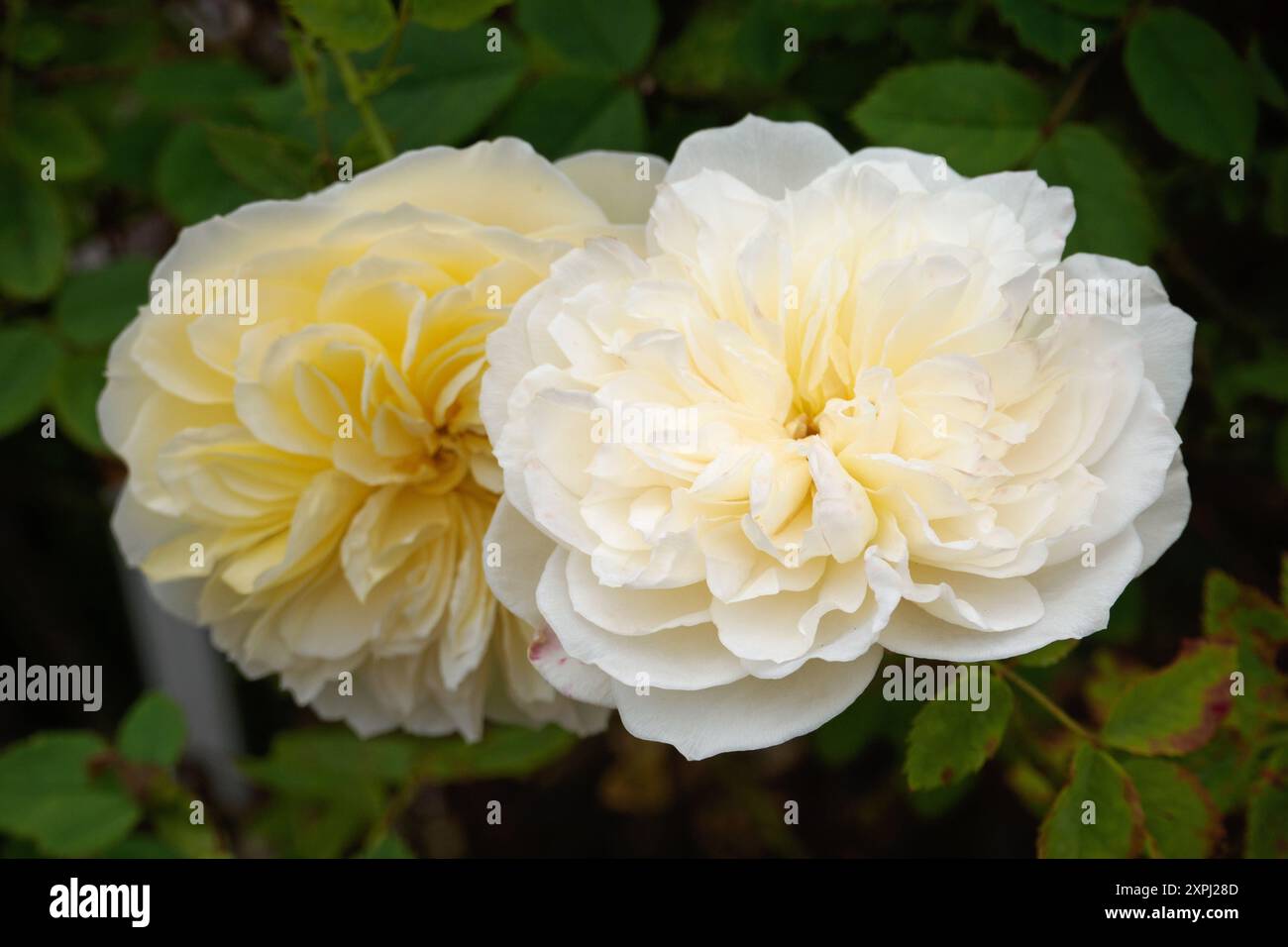 Faded photograph hi-res stock photography and images - Alamy