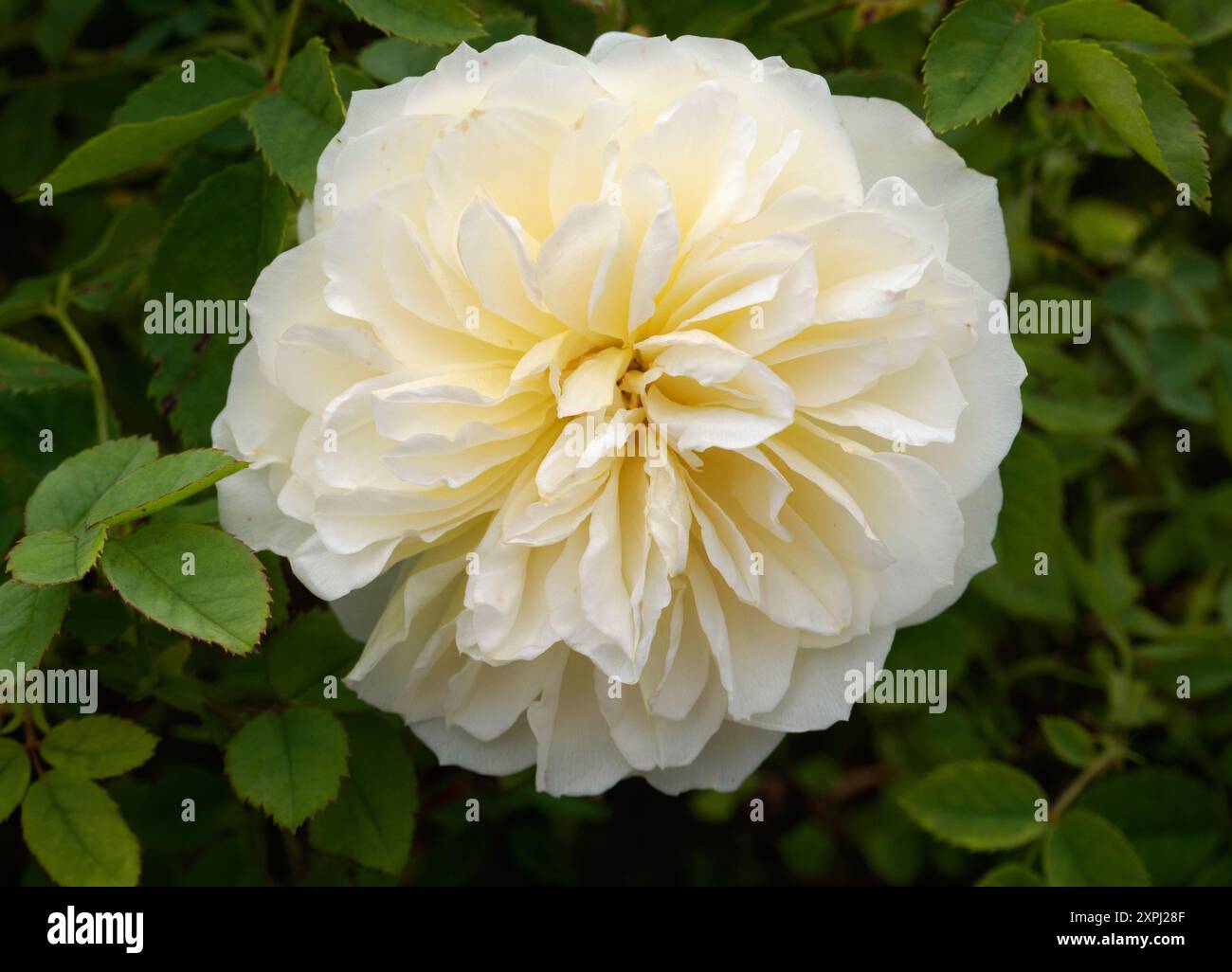 Rosa the country parson hi-res stock photography and images - Alamy