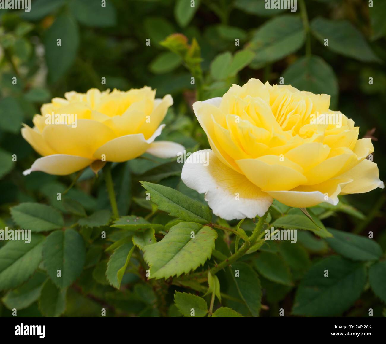 Rosa the country parson hi-res stock photography and images - Alamy