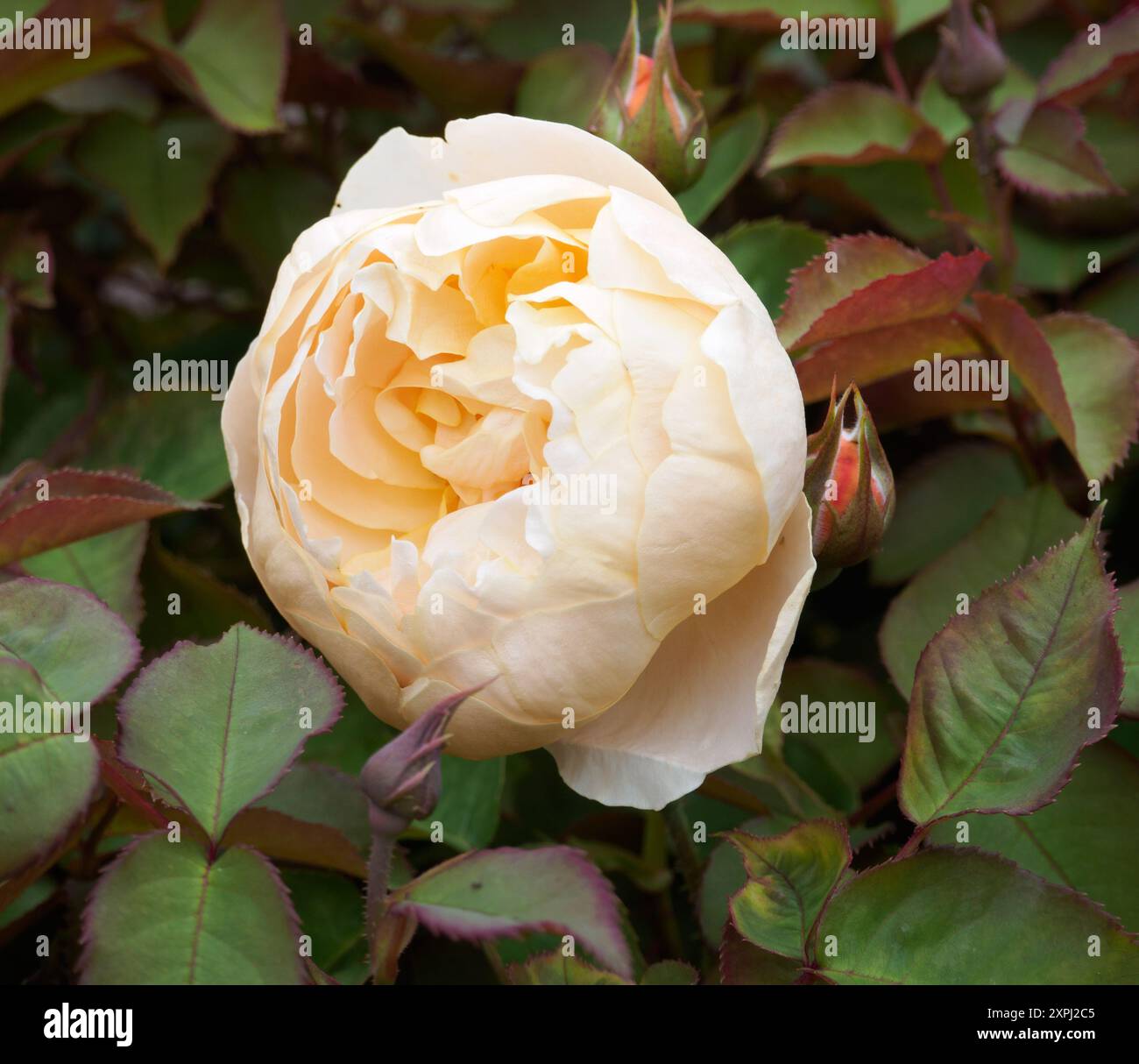 Dannahue hi-res stock photography and images - Alamy