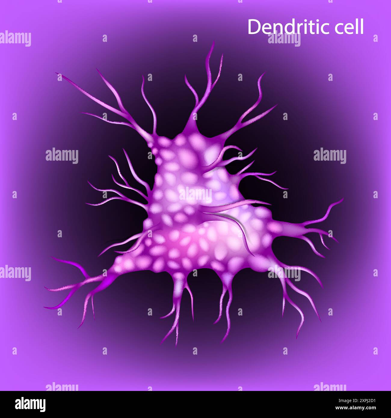 Dendritic Cells Diagram
