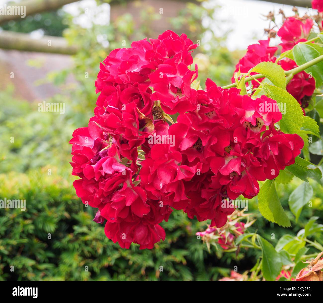 Rosa Rambling Rosie Stock Photo - Alamy