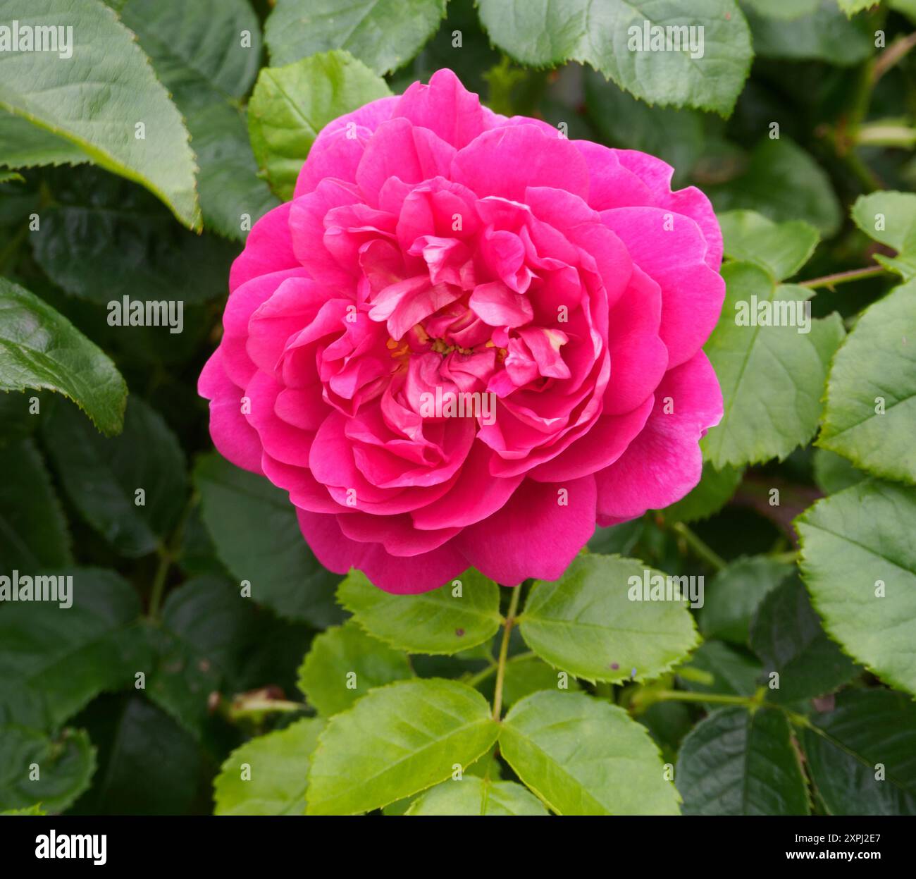English princess anne hi-res stock photography and images - Alamy