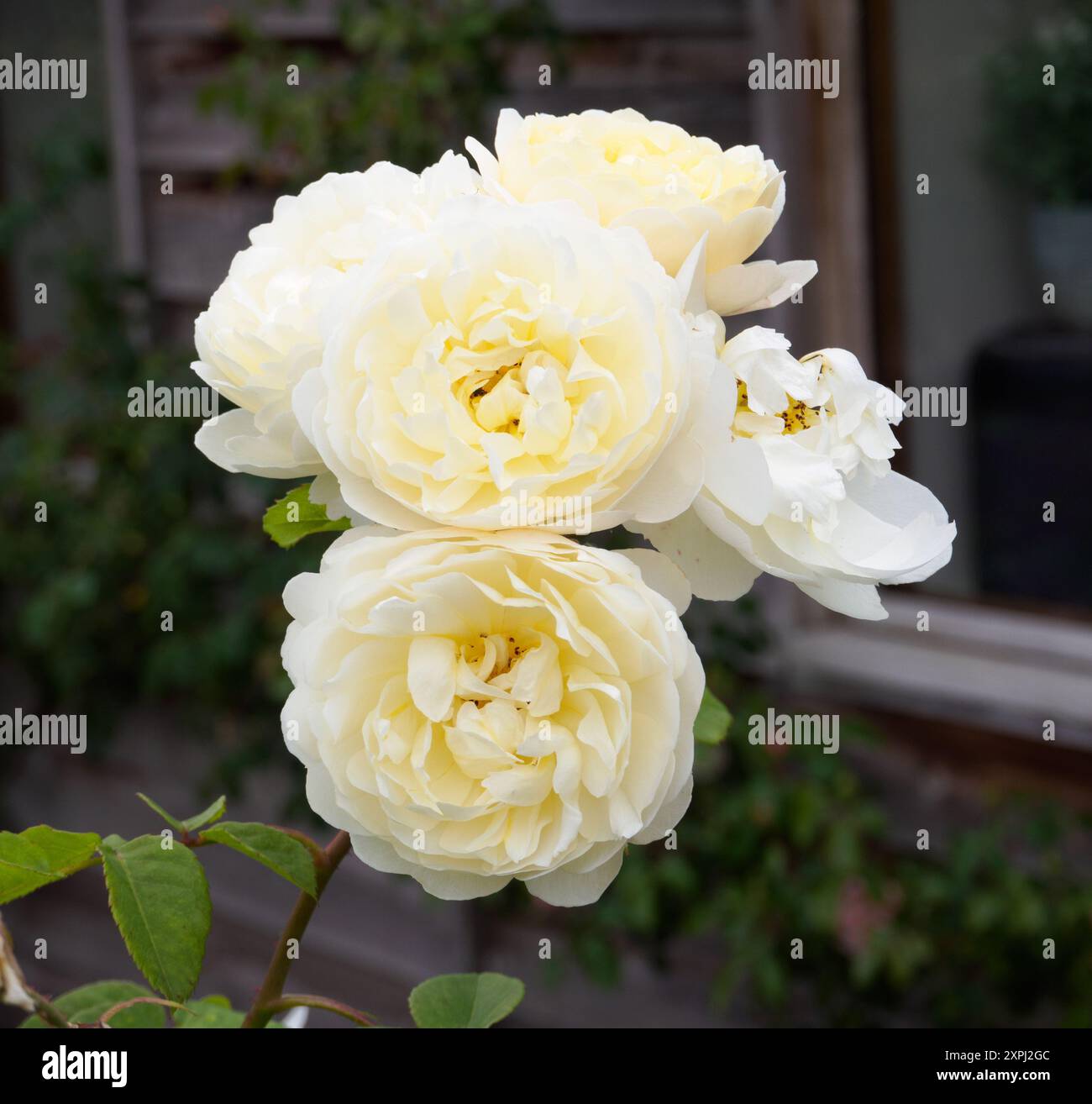 Nye bevan hi-res stock photography and images - Alamy