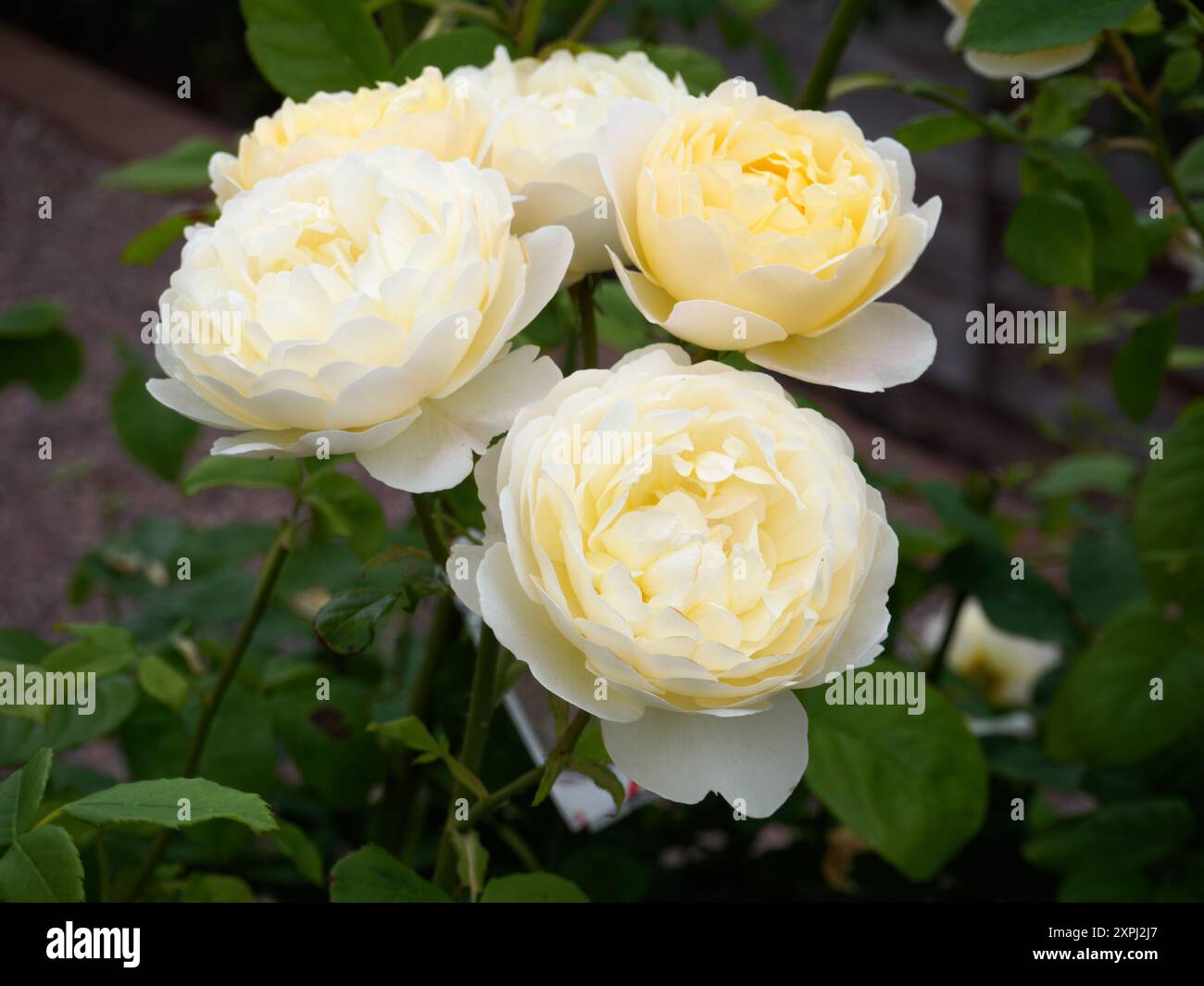 Nye bevan hi-res stock photography and images - Alamy