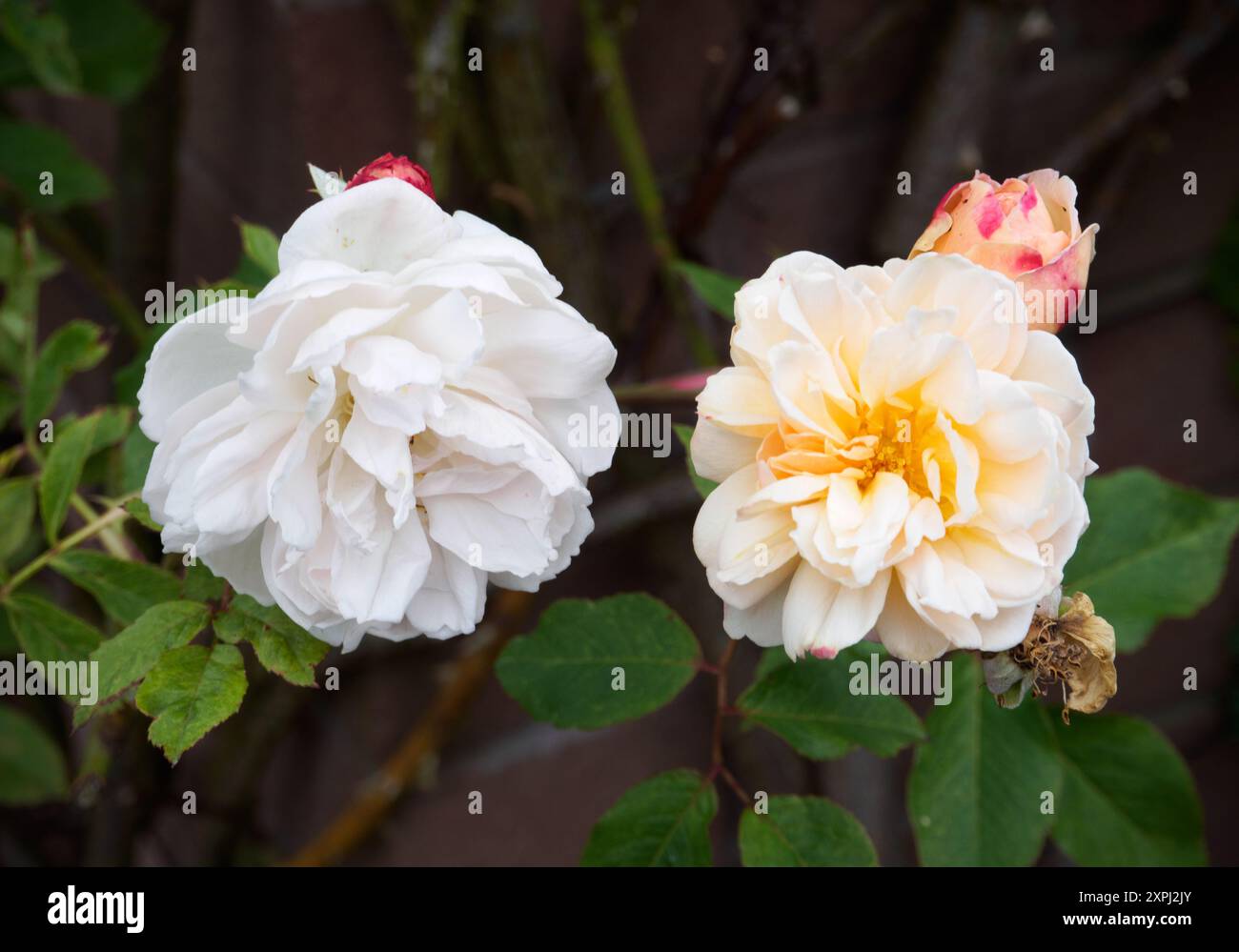 Rose bud lady of the lake hi-res stock photography and images - Alamy