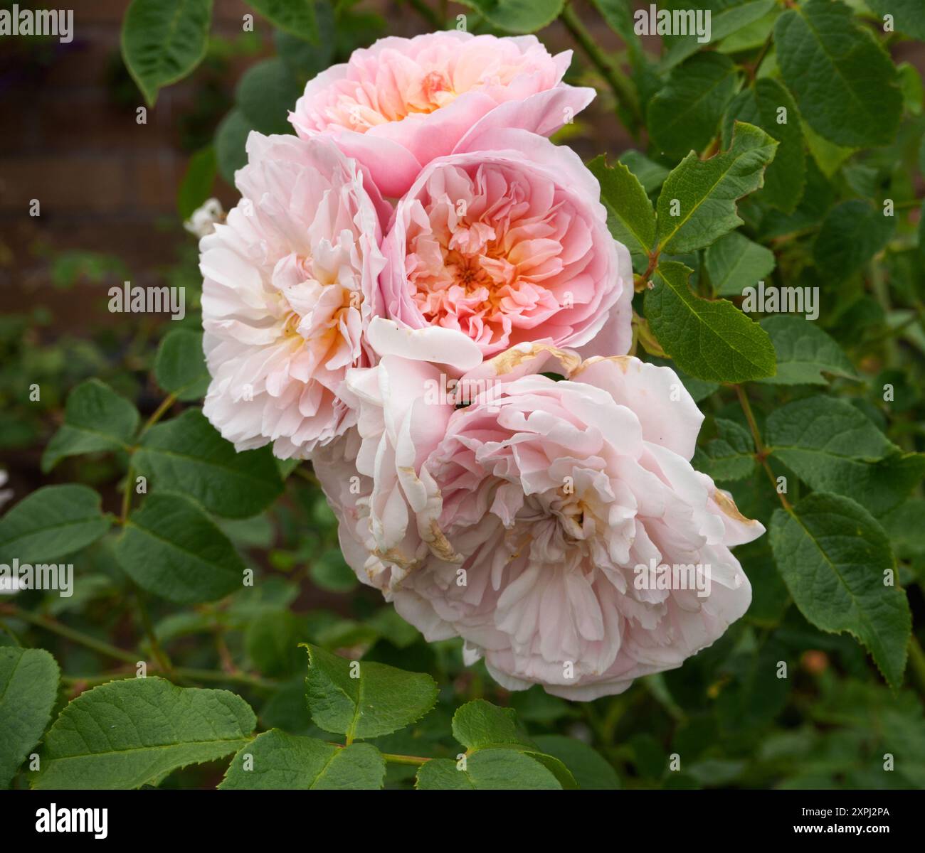 Elizabeth flower hi-res stock photography and images - Alamy