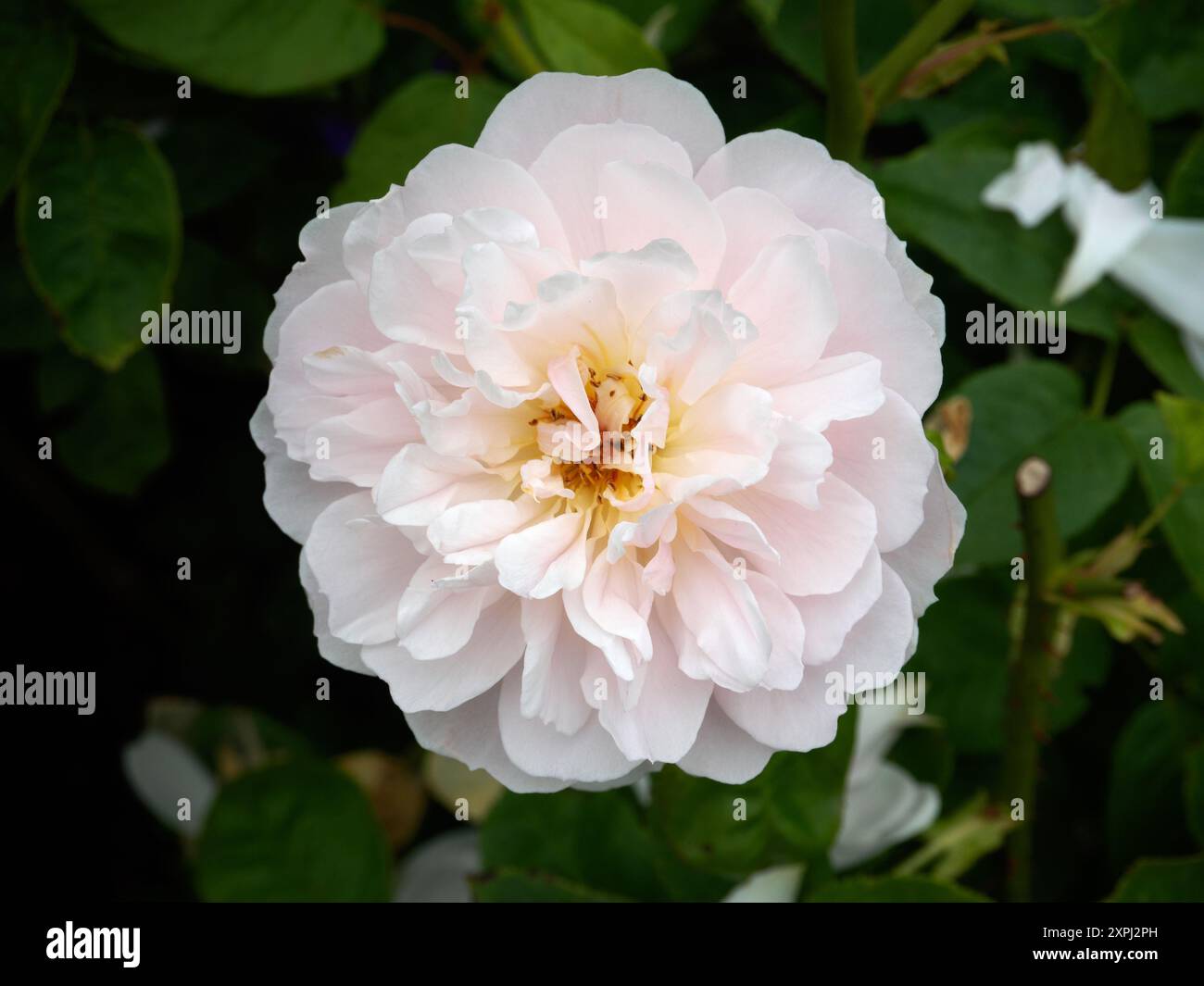 Elizabeth flower hi-res stock photography and images - Alamy