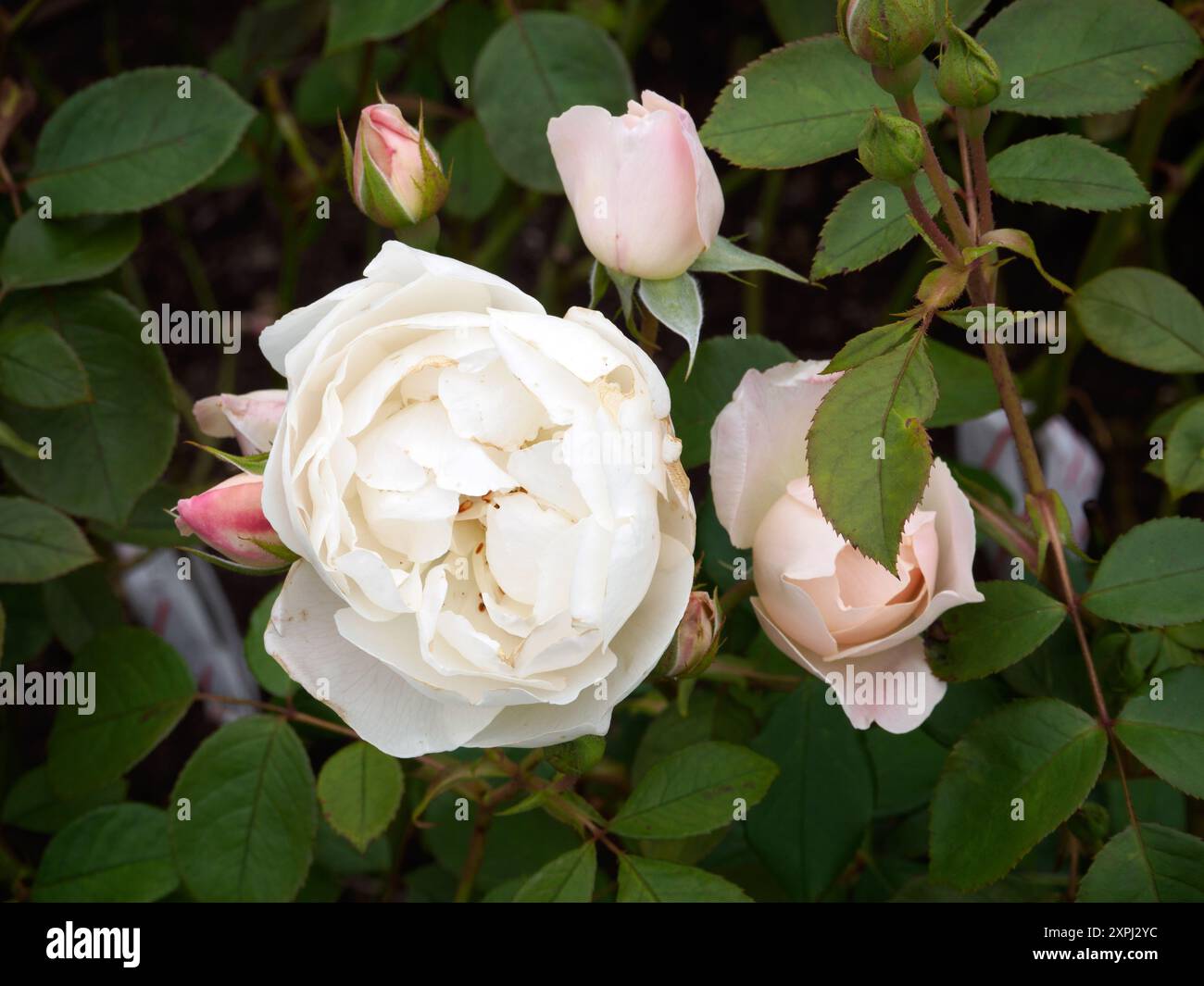 Desdemona hi-res stock photography and images - Alamy