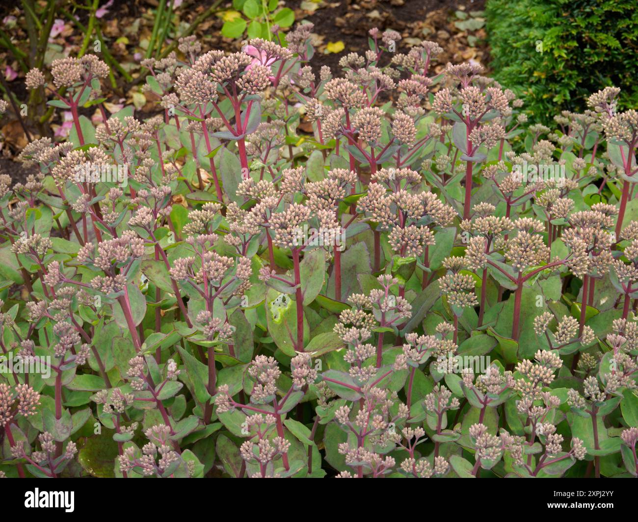 Hylotelephium flower hi-res stock photography and images - Alamy