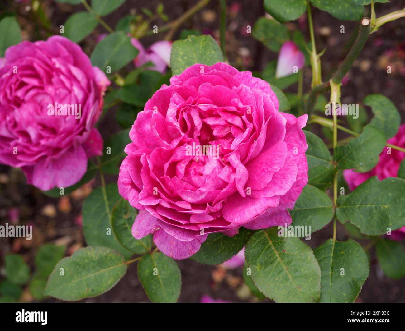 Noble pink rose hi-res stock photography and images - Alamy