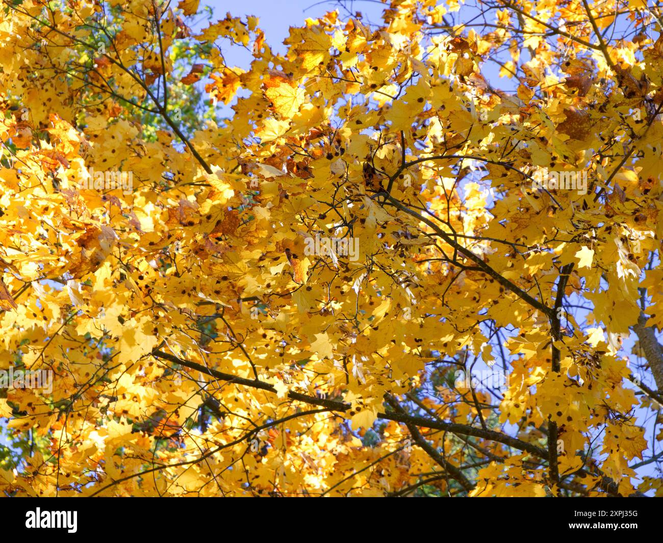 Luminous leaves, cerulean sky, serene setting, autumn theme Stock Photo ...