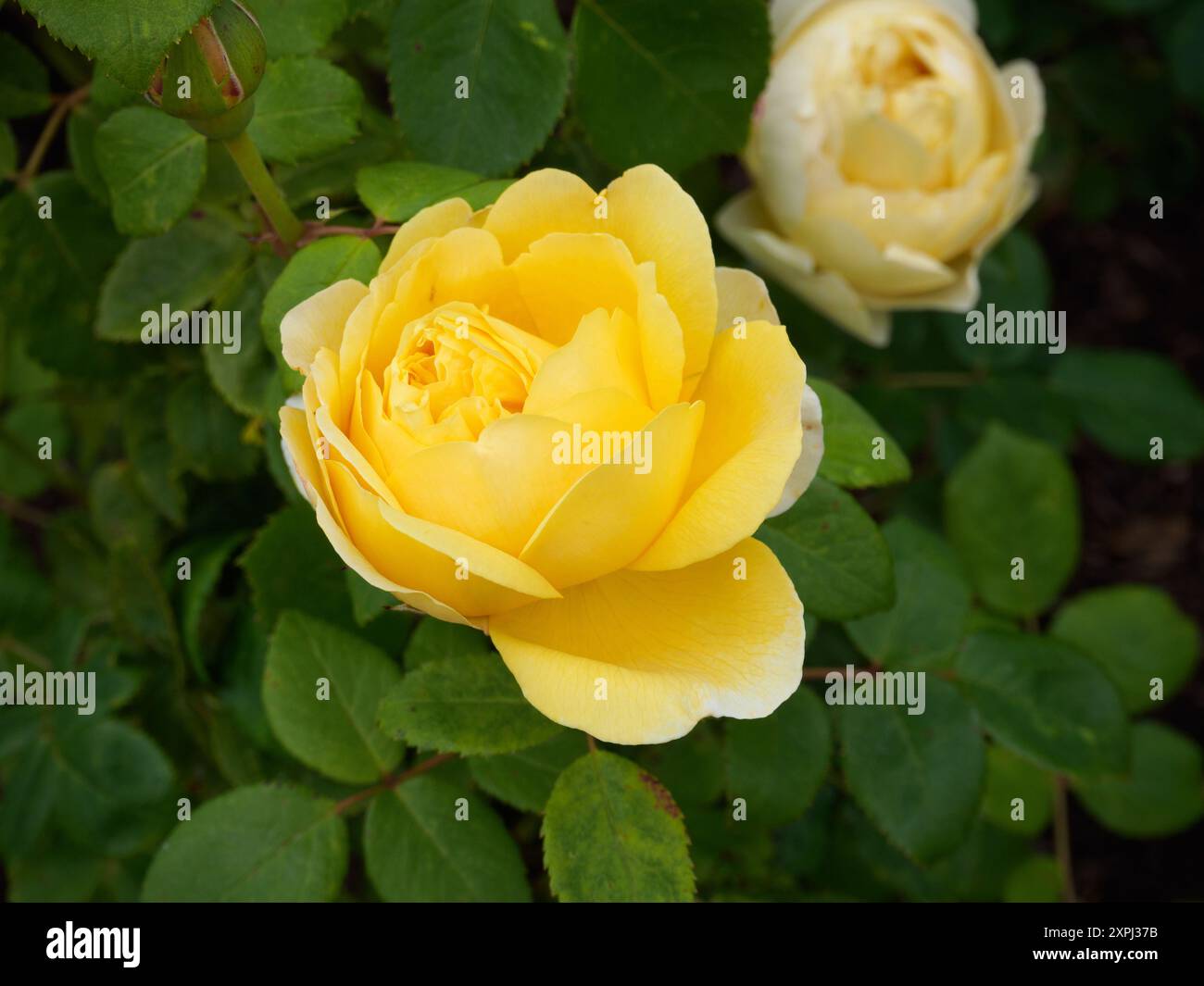 Rosa Charles Darwin Stock Photo - Alamy