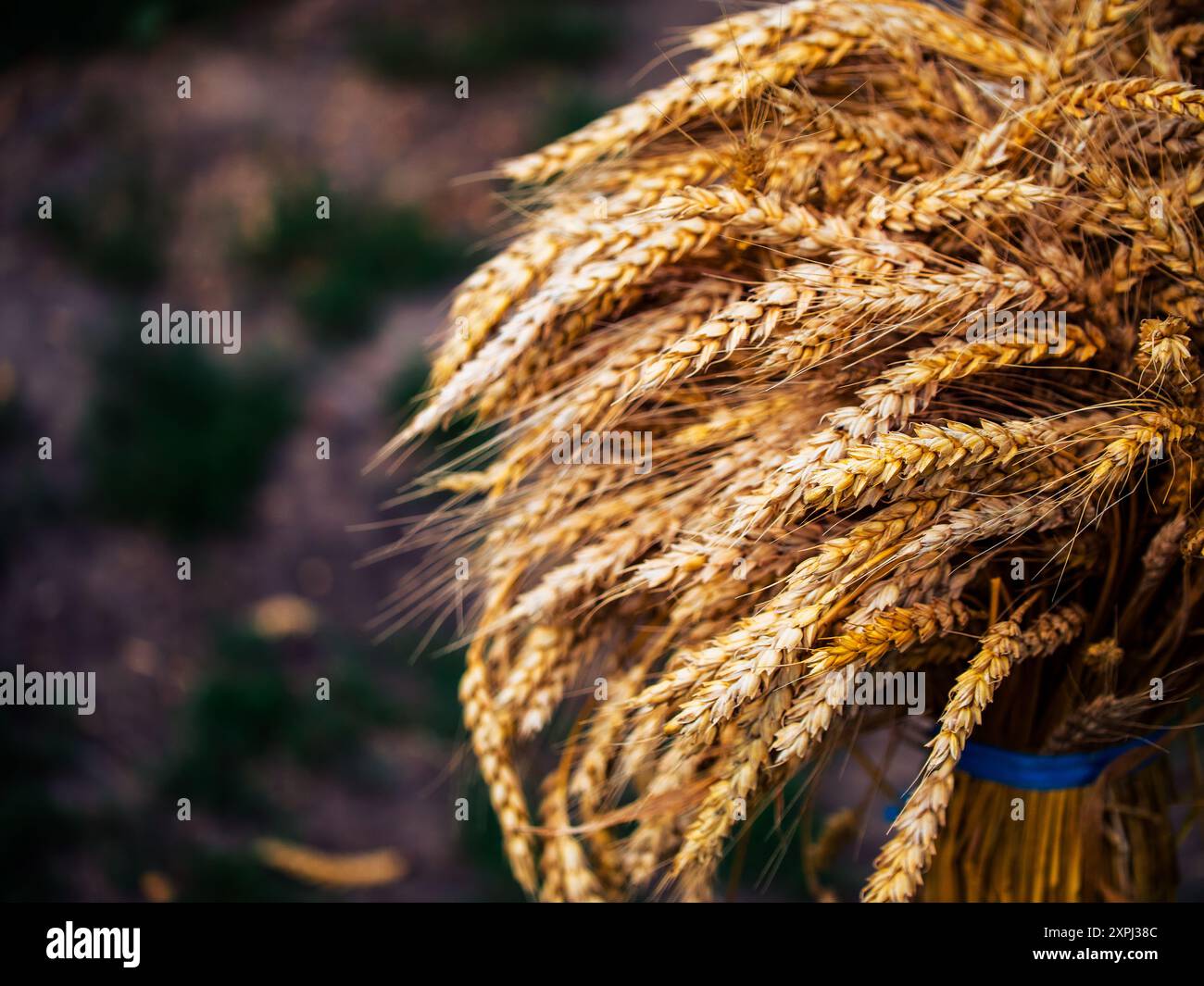 Golden wheat grains prominently displayed; an image representing ...