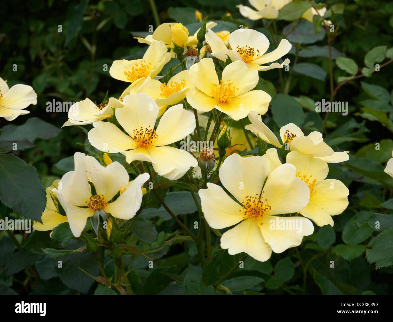 Gently hi-res stock photography and images - Alamy