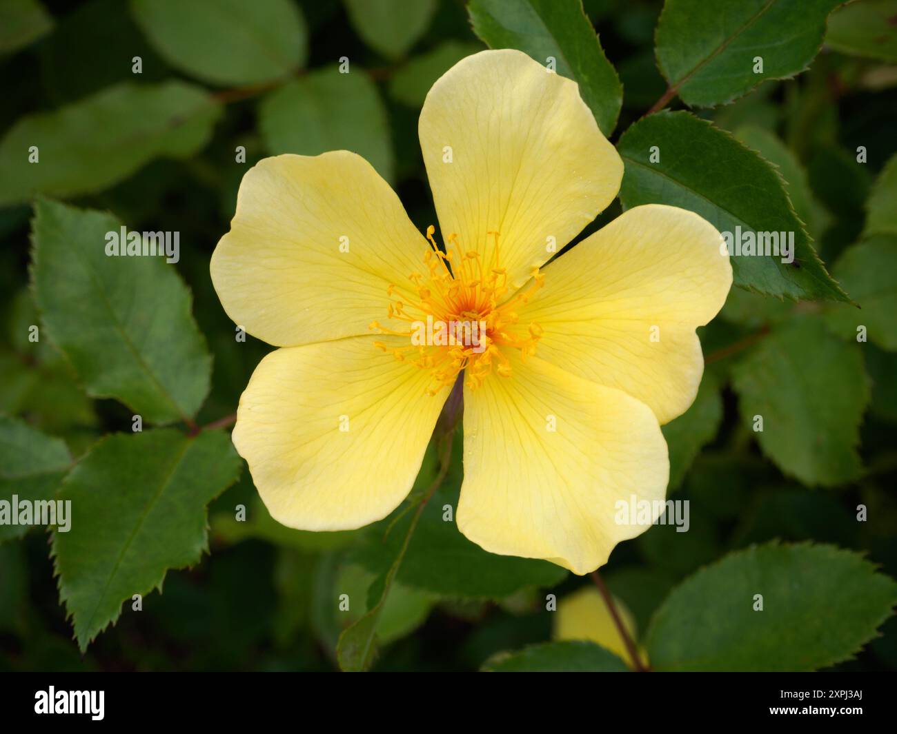 Gently hi-res stock photography and images - Alamy
