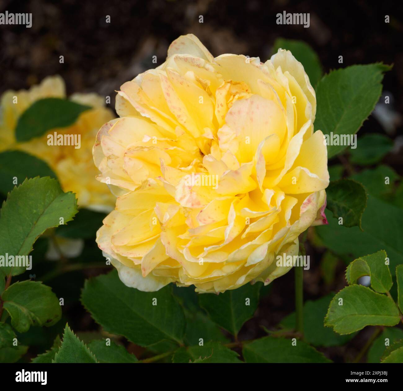 Molineux hi-res stock photography and images - Alamy