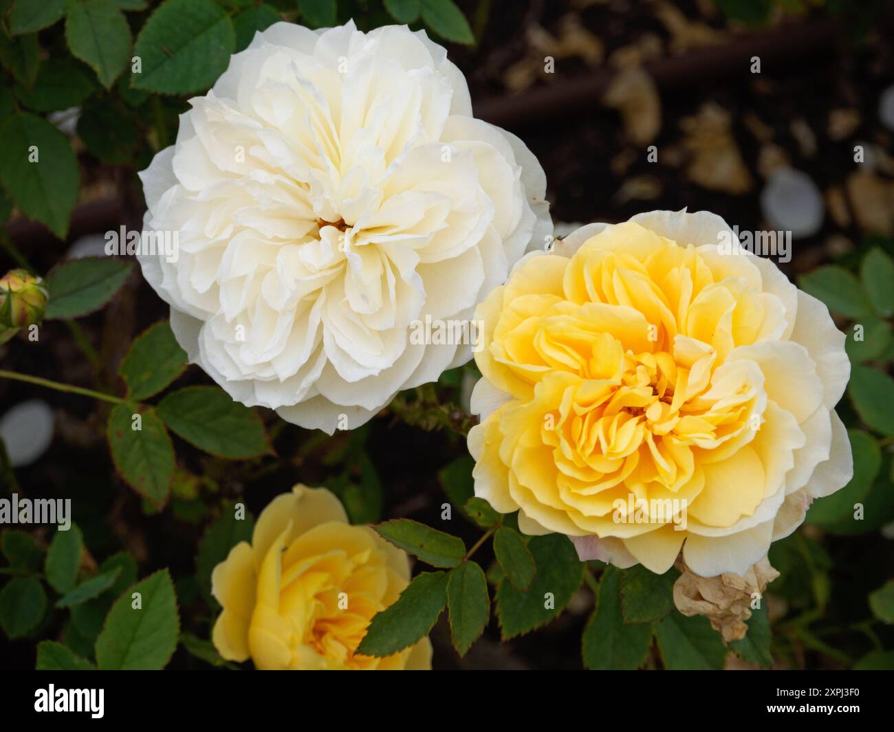 Rosa the country parson hi-res stock photography and images - Alamy