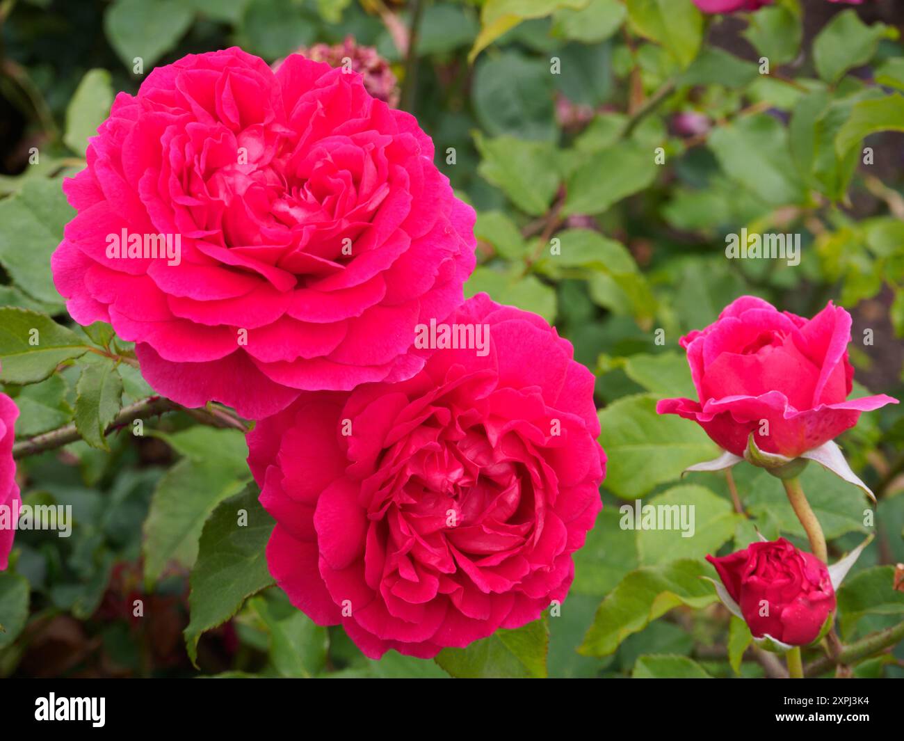 Gabriel oak rose hi-res stock photography and images - Alamy