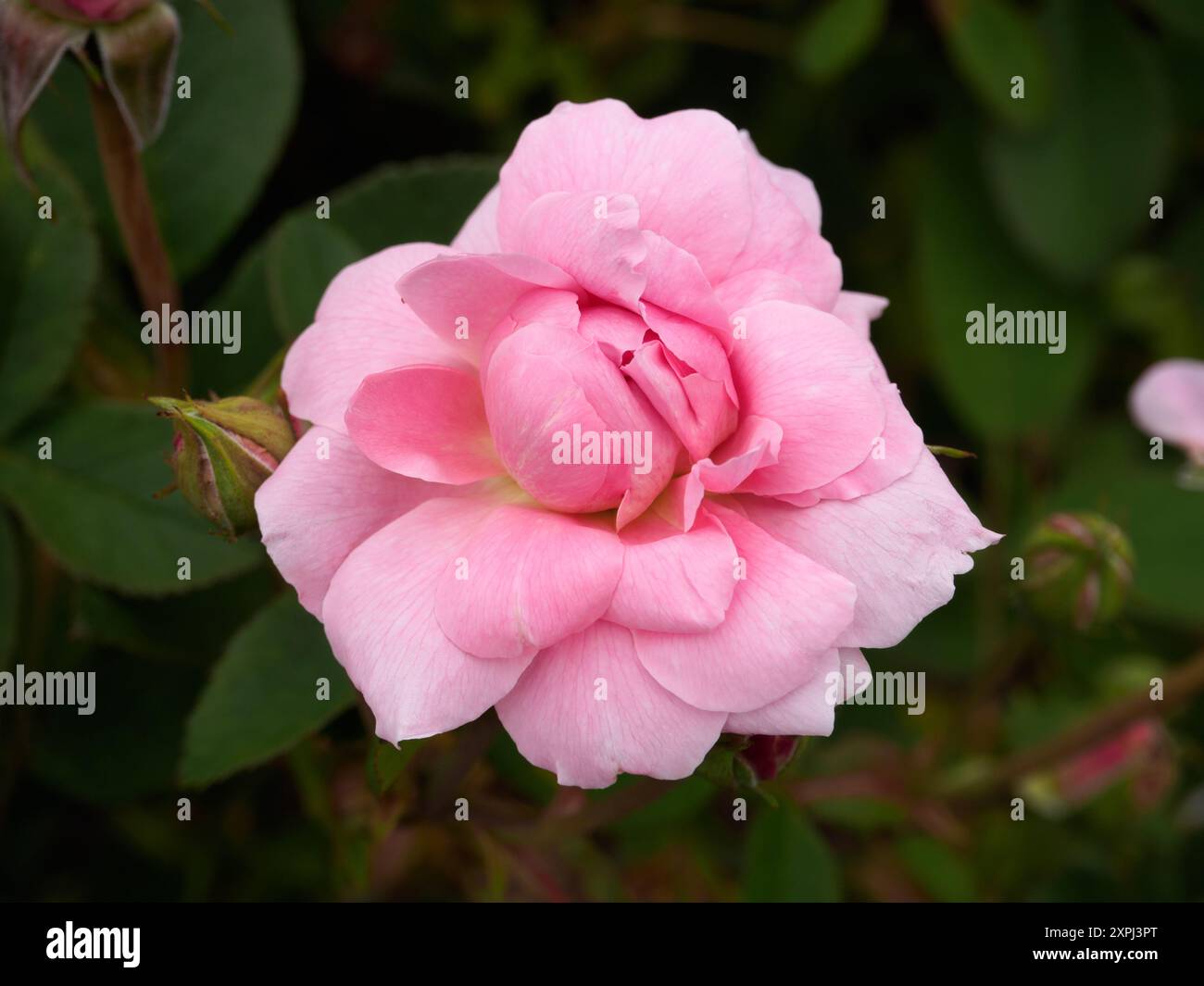 Pink flower opening hi-res stock photography and images - Alamy