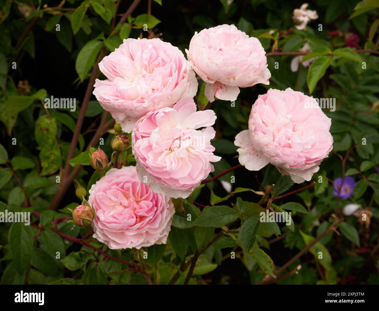 Silas hi-res stock photography and images - Alamy