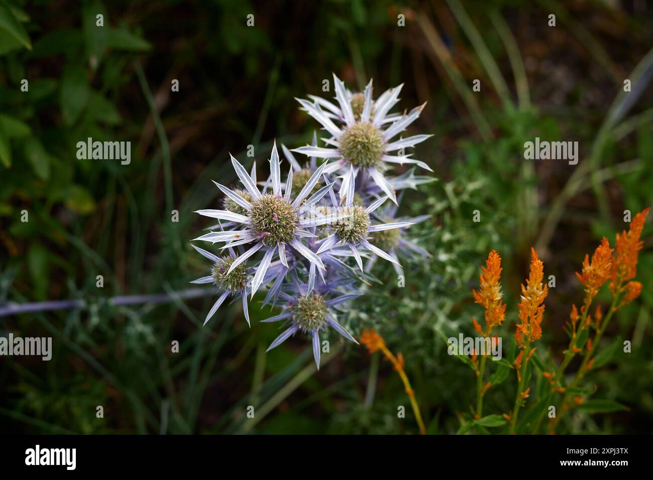 Spiky weed hi-res stock photography and images - Alamy