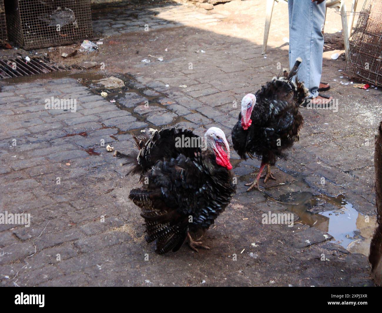 there was always a strong bond between animals and humans a strong bond ...