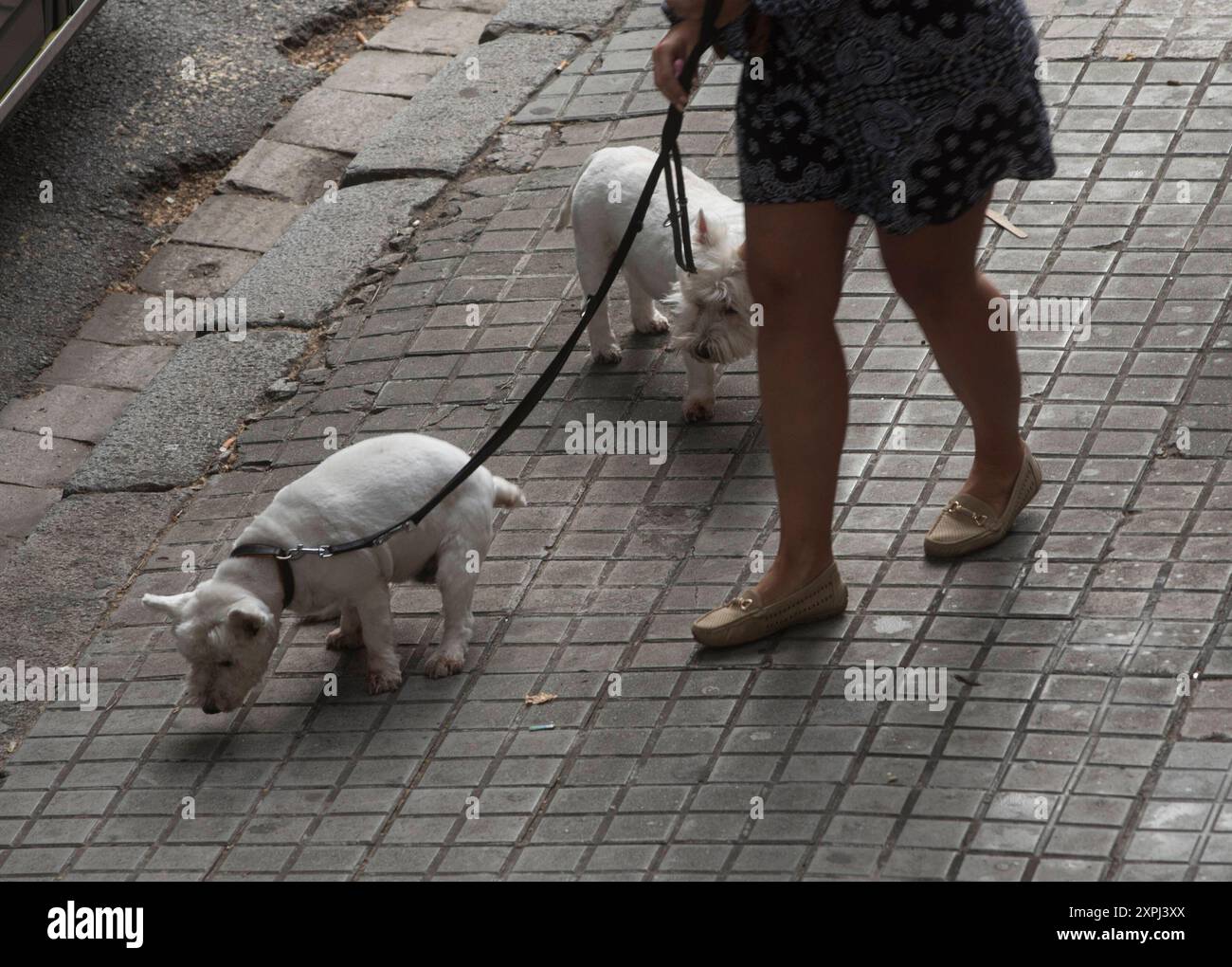 there was always a strong bond between animals and humans a strong bond ...