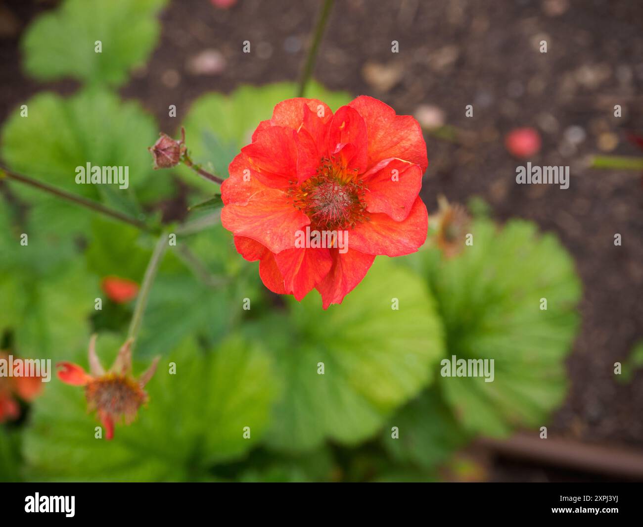 Scarlet geum hi-res stock photography and images - Alamy