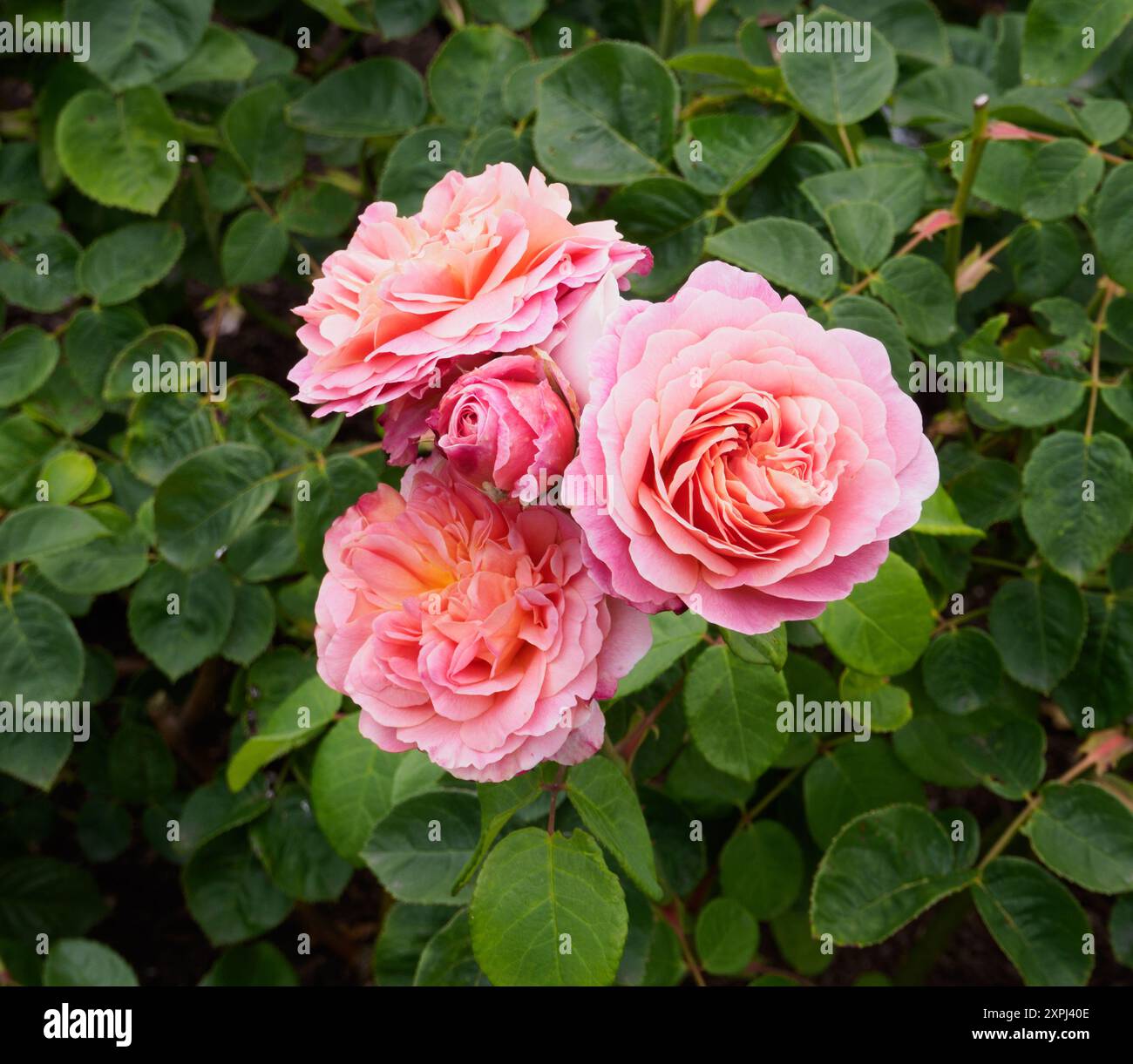 Eustacia vye hi-res stock photography and images - Alamy