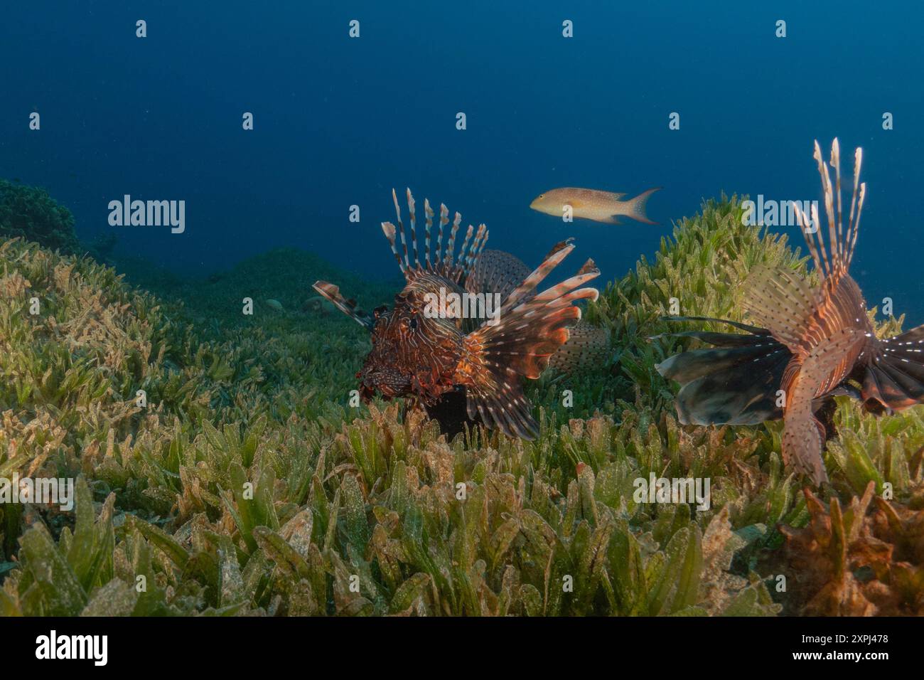 Lionfish in the Red Sea colorful fish, Eilat Israel Stock Photo - Alamy