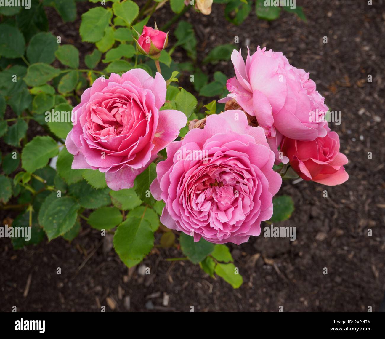 Rosa Princess Alexandra of Kent Stock Photo - Alamy
