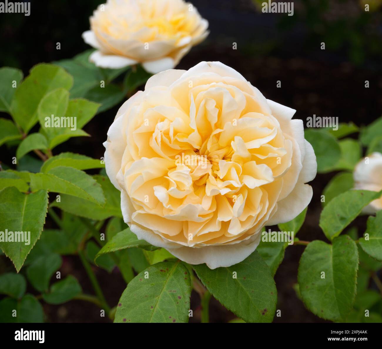 © jayne hi-res stock photography and images - Alamy