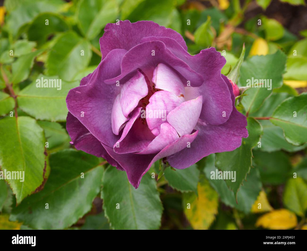 Opening flower bud blue hi-res stock photography and images - Alamy