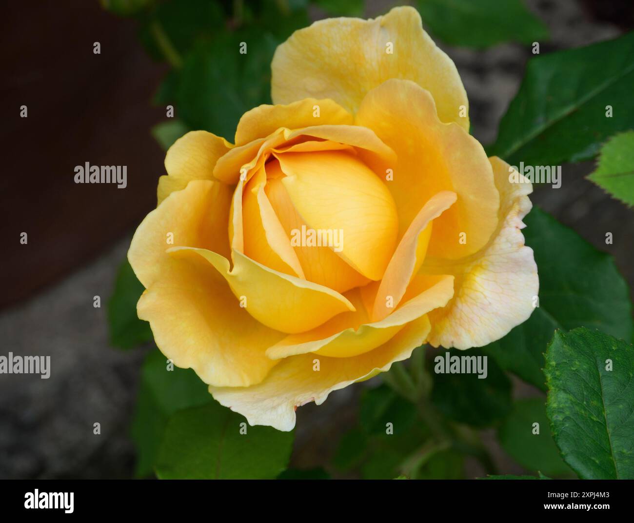 Rosa Golden Celebration, opening bud Stock Photo - Alamy