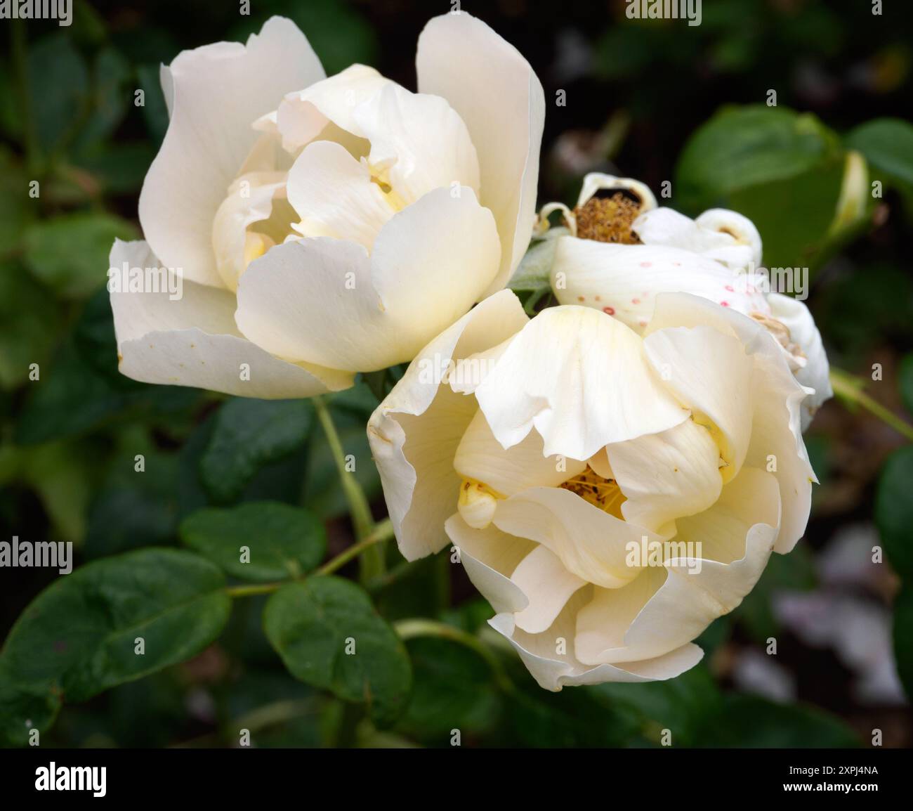 Rosa comte de champagne hi-res stock photography and images - Alamy