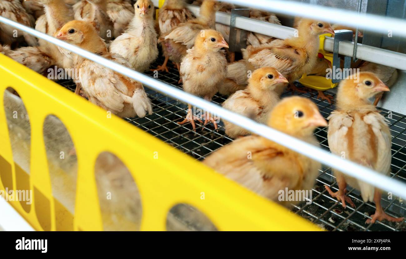 Isa brown baby chickens in cage in the poultry Stock Photo - Alamy
