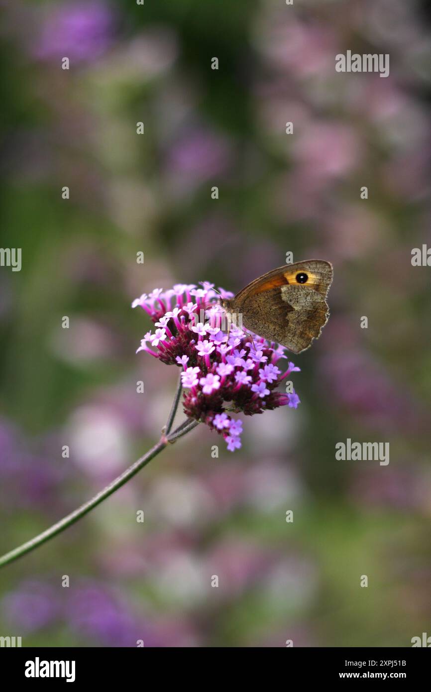 Rewilding insect hi-res stock photography and images - Alamy