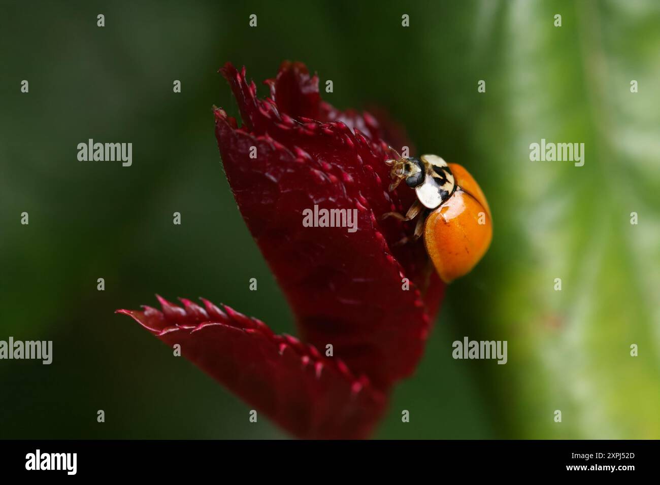 Spotless red Ladybird on red leaves of roses in garden macro Stock ...
