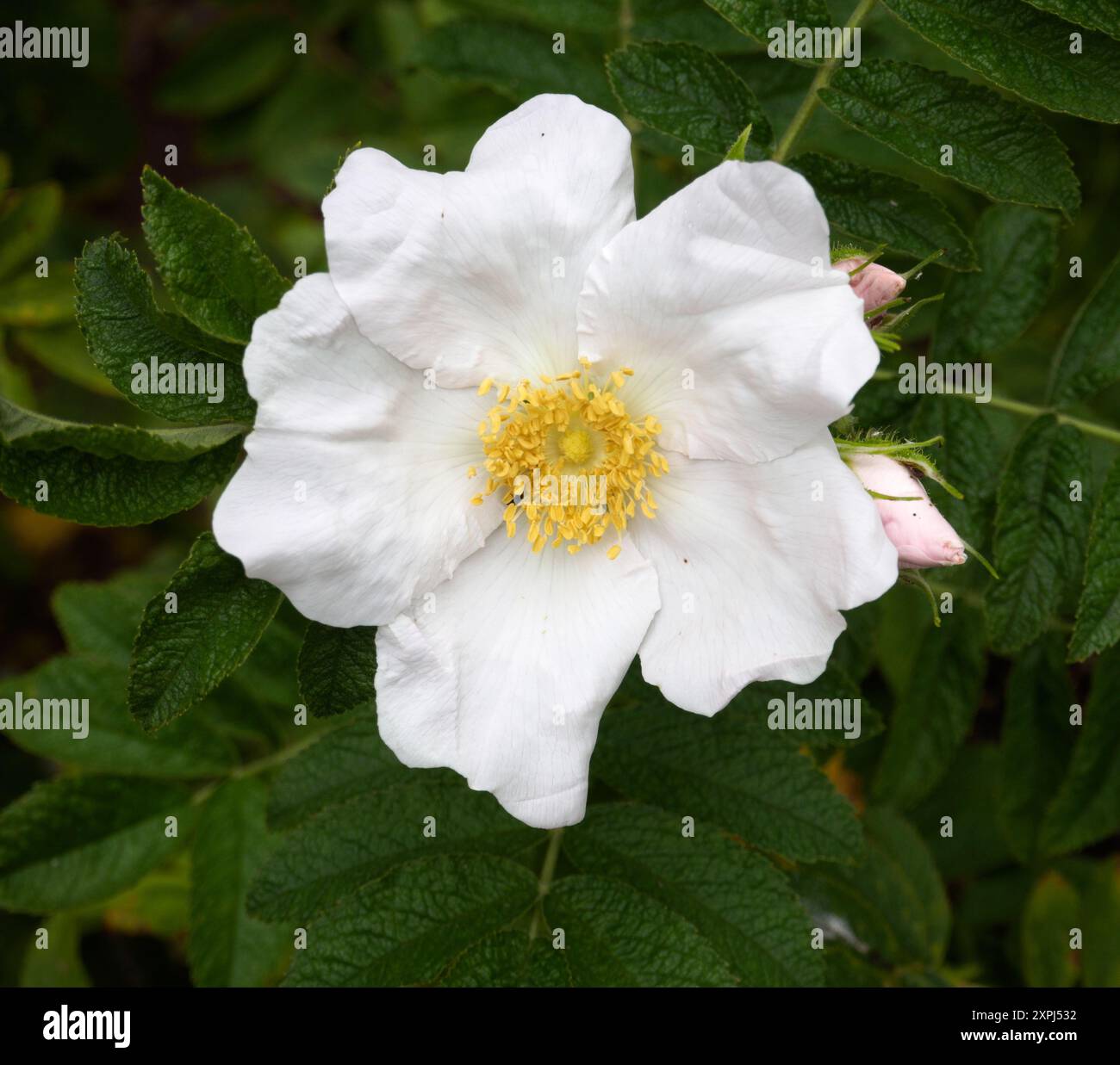 Rosa alba white rose hi-res stock photography and images - Alamy