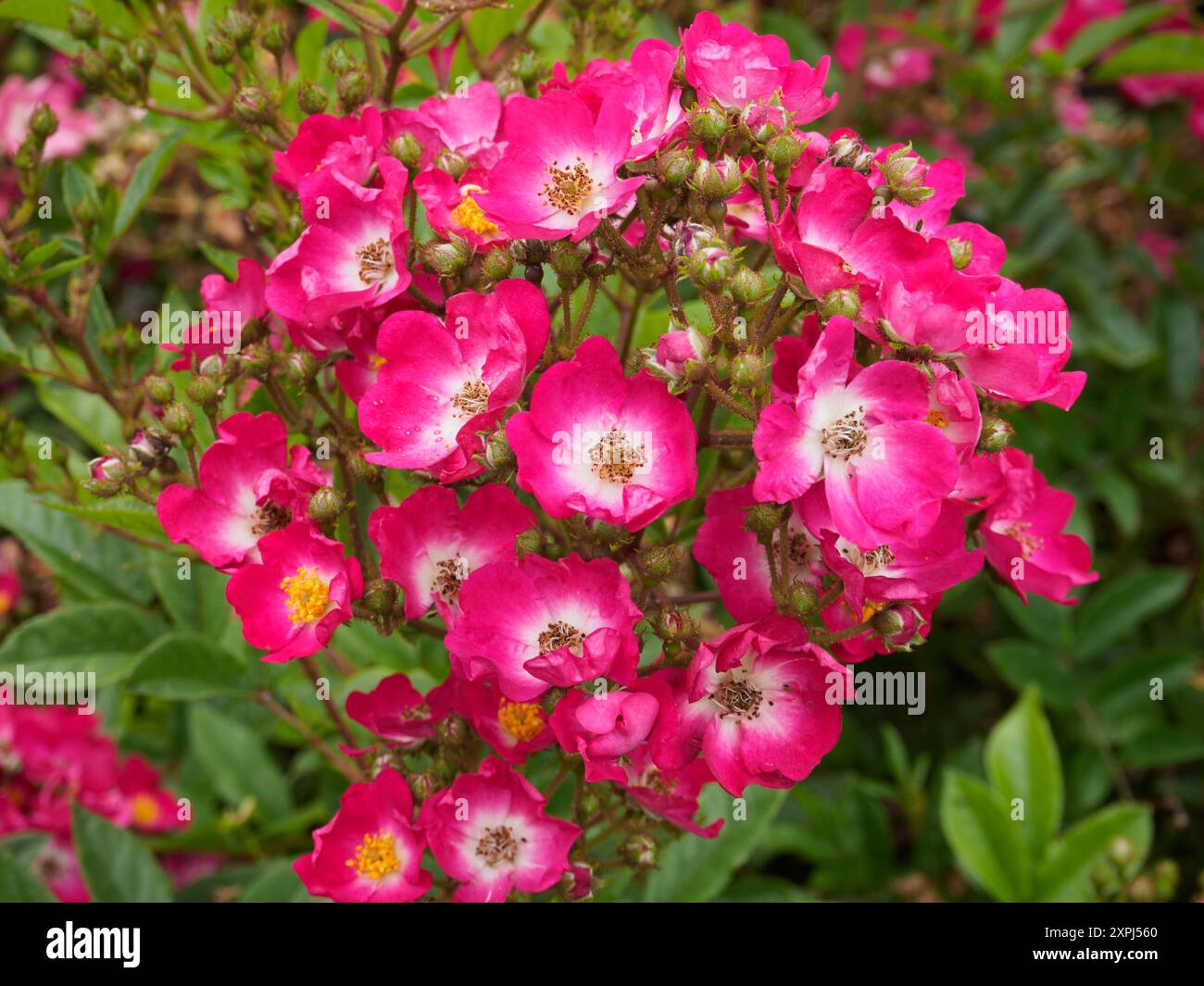 Rosa Majorie Fair Stock Photo - Alamy