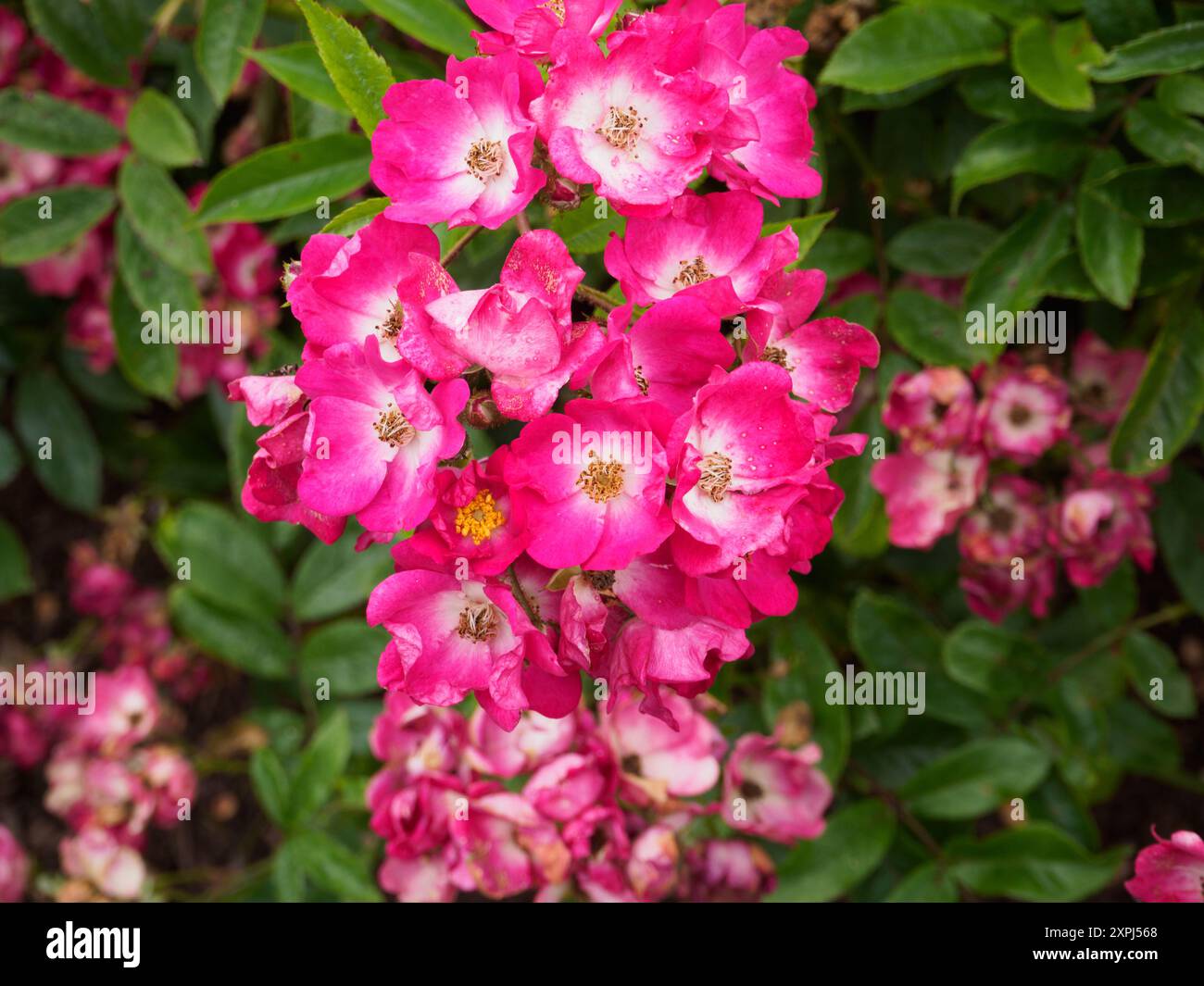 Rosa Majorie Fair Stock Photo - Alamy