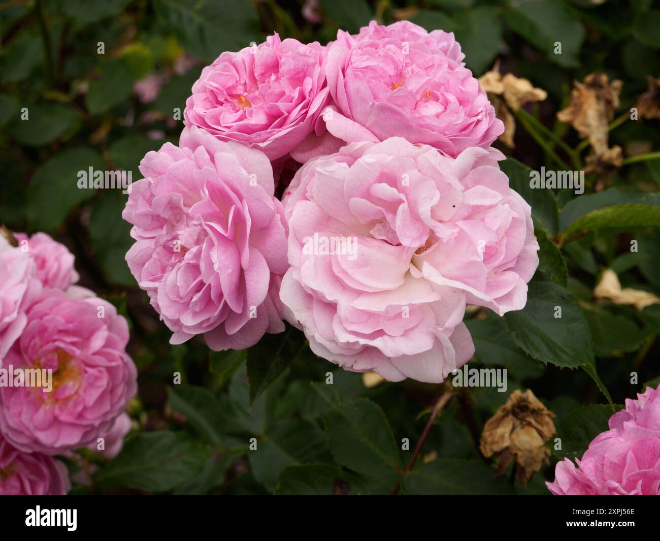 Lavender rose hi-res stock photography and images - Alamy