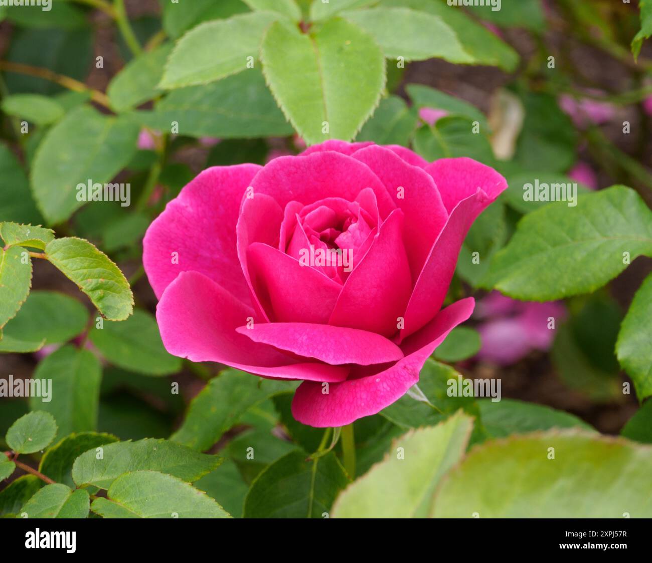 Rosa James L Austin Stock Photo - Alamy